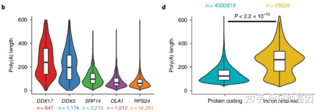 Poly(A)长度检测和定量解决方案——TAIL Iso-seq - 知乎