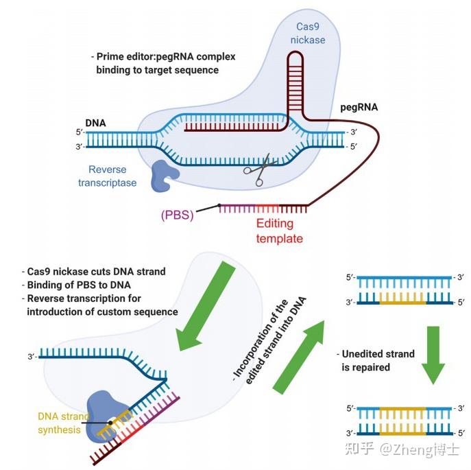 CRISPR/Cas9及其衍生技术 - 知乎