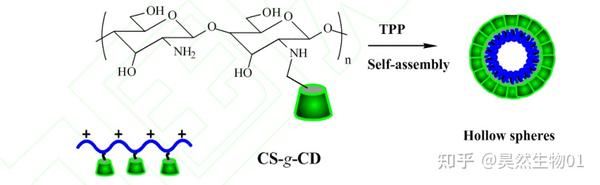 球形壳聚糖cts β Cd 共聚物壳聚糖接枝β 环糊精聚合微球 知乎 1279