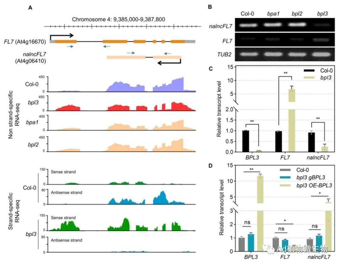 Plant Cell | 南京农业大学研究揭示RNA结合蛋白调节植物免疫的机制！ - 知乎