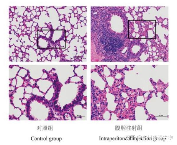 每周动物模型分享：LPS急性肺损伤小鼠模型 - 知乎