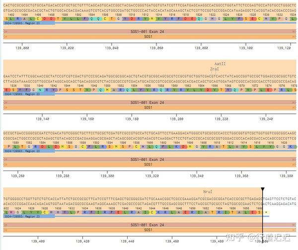 如何使用benchling在线设计CRISPR Knock in 同源互补模板 - 知乎