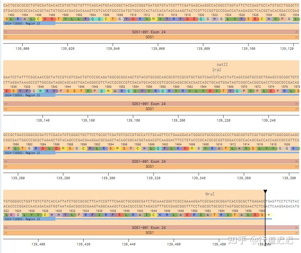 如何使用benchling在线设计CRISPR Knock in 同源互补模板 - 知乎