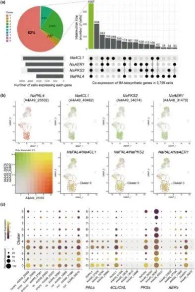 New Phytol | 野生烟草花冠细胞的单细胞RNA测序揭示花香的生物合成途径 - 知乎