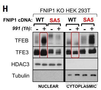 20年磨一剑！Science：索尔克研究所破解AMPK与线粒体合成关键蛋白 - 知乎