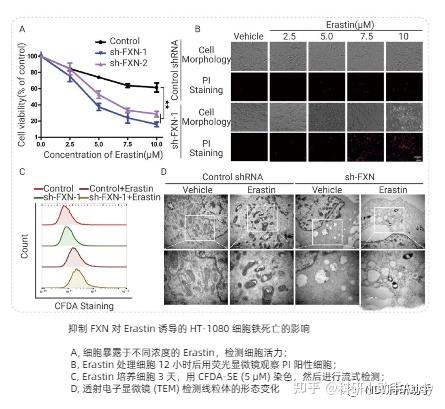 铁死亡检测的关键指标，助力发表SCI文章 - 知乎