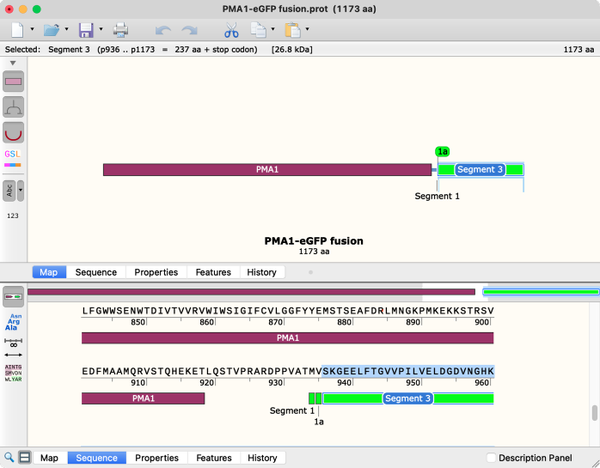 SnapGene操作指南 | 如何从DNA序列得到蛋白质序列 - 知乎