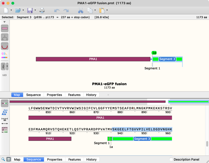 SnapGene操作指南 | 如何从DNA序列得到蛋白质序列 - 知乎