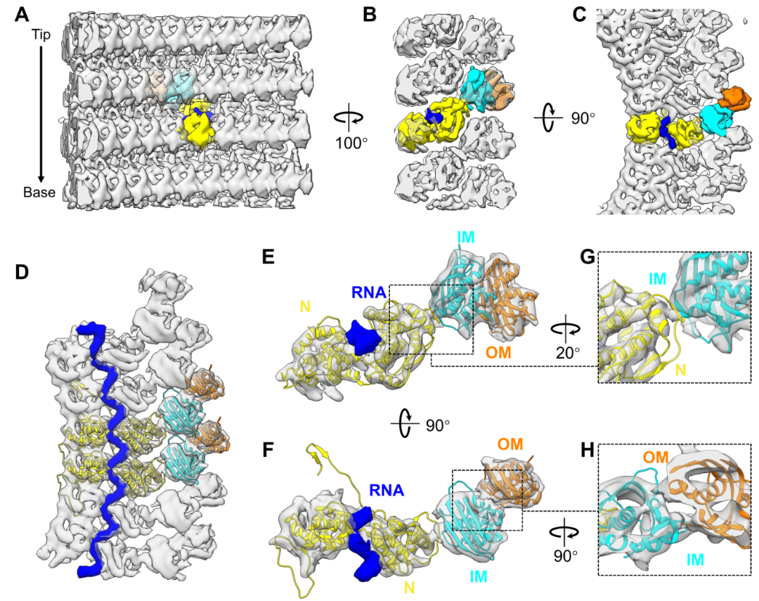 PNAS︱周正洪课题组解析水疱性口炎病毒聚合酶复合物的原位结构 - 知乎