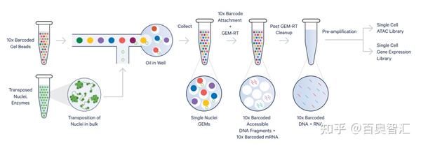 单细胞多组学技术——单细胞转录组+染色质可及性测序全流程解析 - 知乎