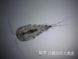 【动物界全系列】剑水蚤目—剑水蚤科（中）：真剑水蚤 - 知乎