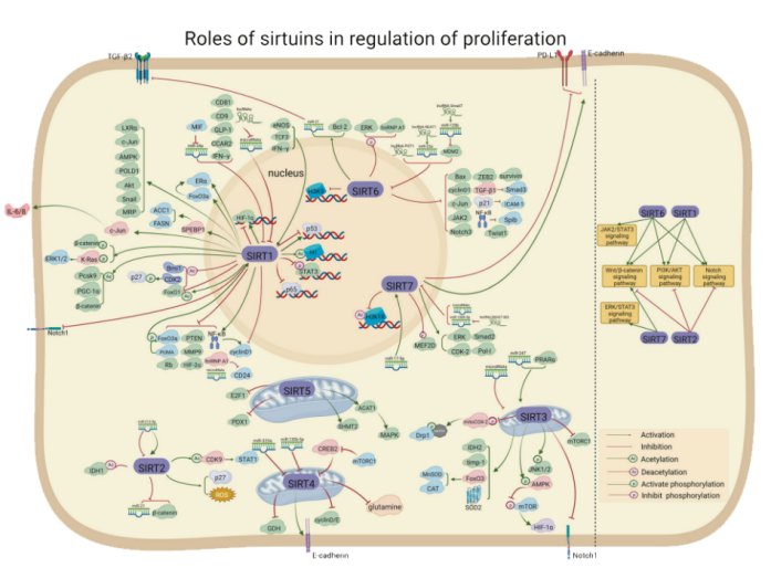 SIRT和AMPK靶点通路知识讲解 - 知乎