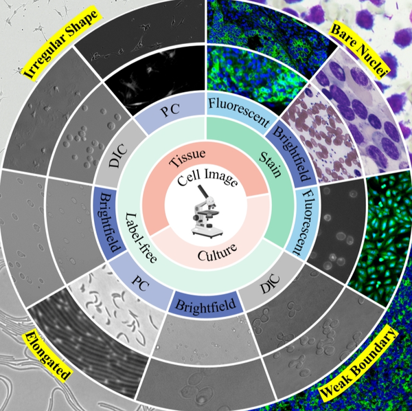 NeurIPS 2022 Cell Seg 数据集介绍 - 知乎