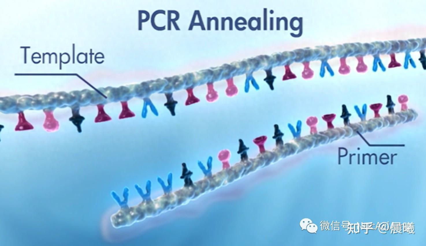 PCR反应基础2-核酸退火知识 - 知乎