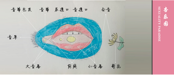 女生的小妹妹到底长什么样？「实图」超全干货 知乎 