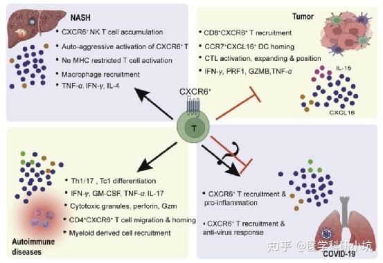 Acta Pharmaceutica Sinica B: 以CXCR6为基础的免疫治疗在自身免疫、癌症和炎症反应中的应用 - 知乎