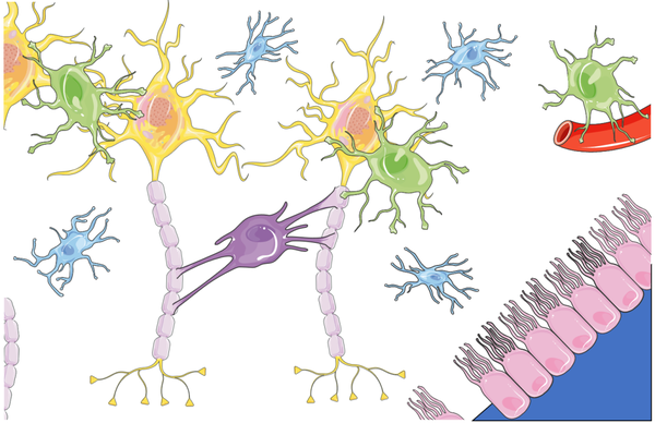 走上学习计算神经科学的“高速路”——《神经计算建模实战：基于BrainPy》新书发布 - 知乎