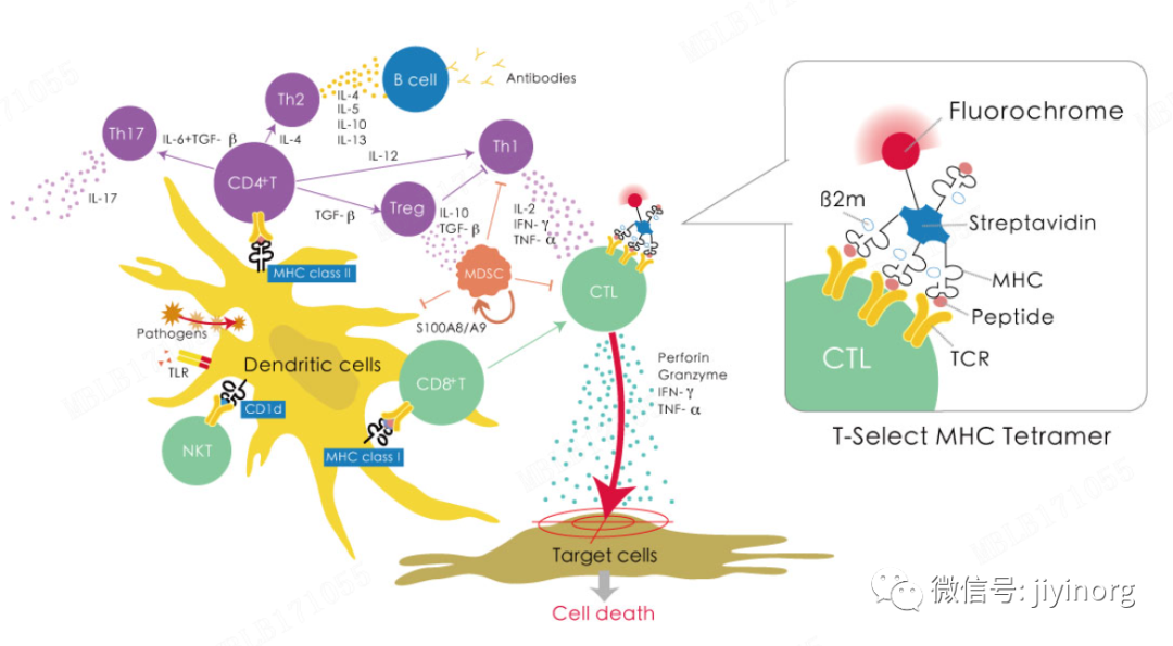 MHC四聚体（Tetramer）技术解析 - 知乎