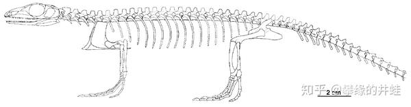【地球演义】百兽图3：鸭子 - 知乎