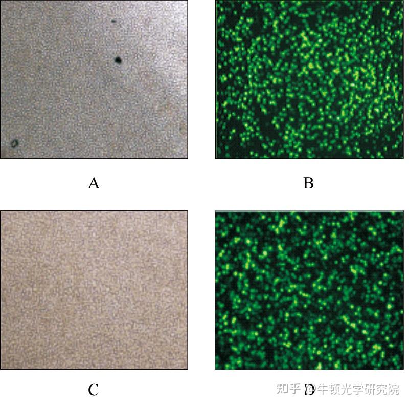 【细胞解读系列】揭开Jurkat细胞的神秘面纱 - 知乎
