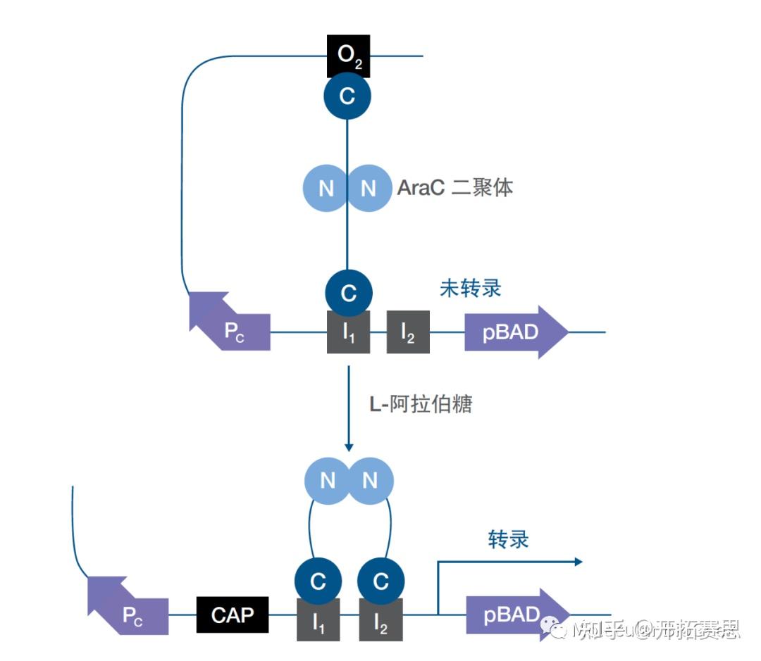 pBAD并不“坏”：毒性蛋白表达的好选择 - 知乎