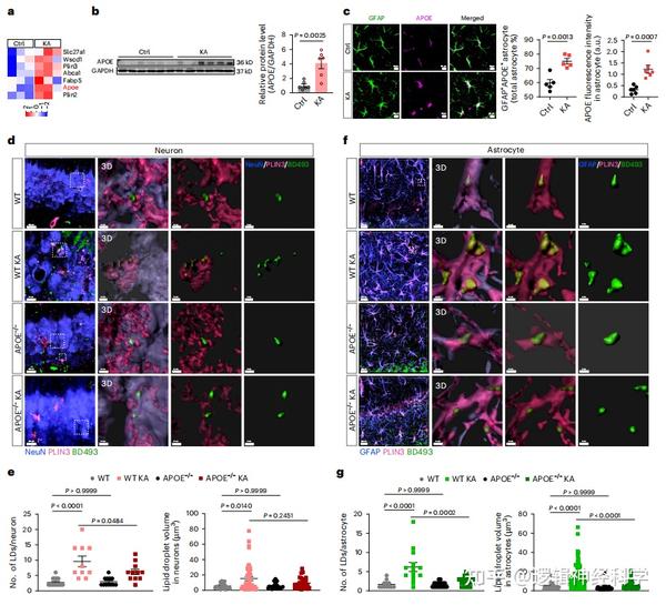 专家点评 Nat Neurosci︱突破！南京大学闫超团队揭示脂质堆积的反应性星形胶质细胞促进癫痫疾病进展 - 知乎