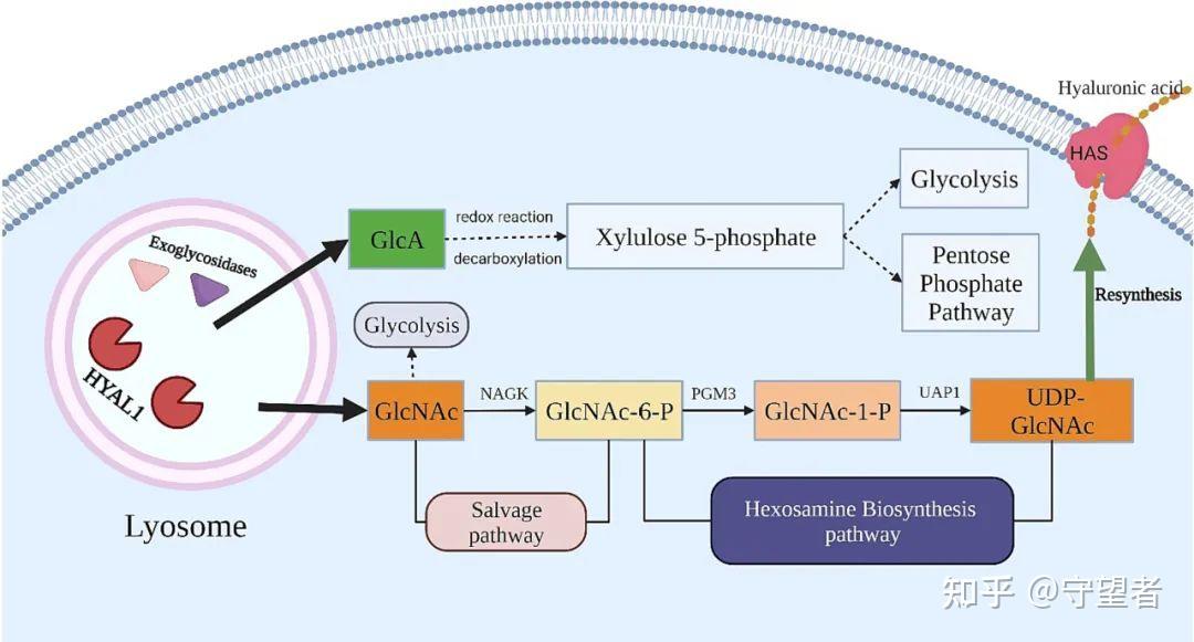 Carbohydrate Polymers：透明质酸吸收、代谢和功能以及与益生菌结合的治疗前景 - 知乎