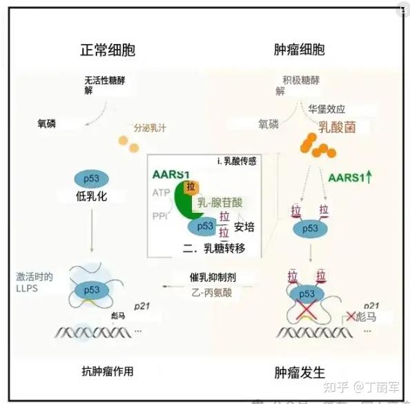 “重磅揭秘：丙氨酸-tRNA合成酶AARS1，乳酰基转移酶新身份，竟能抑制p53抗肿瘤！胃癌YAP信号传导再添新机制！” - 知乎
