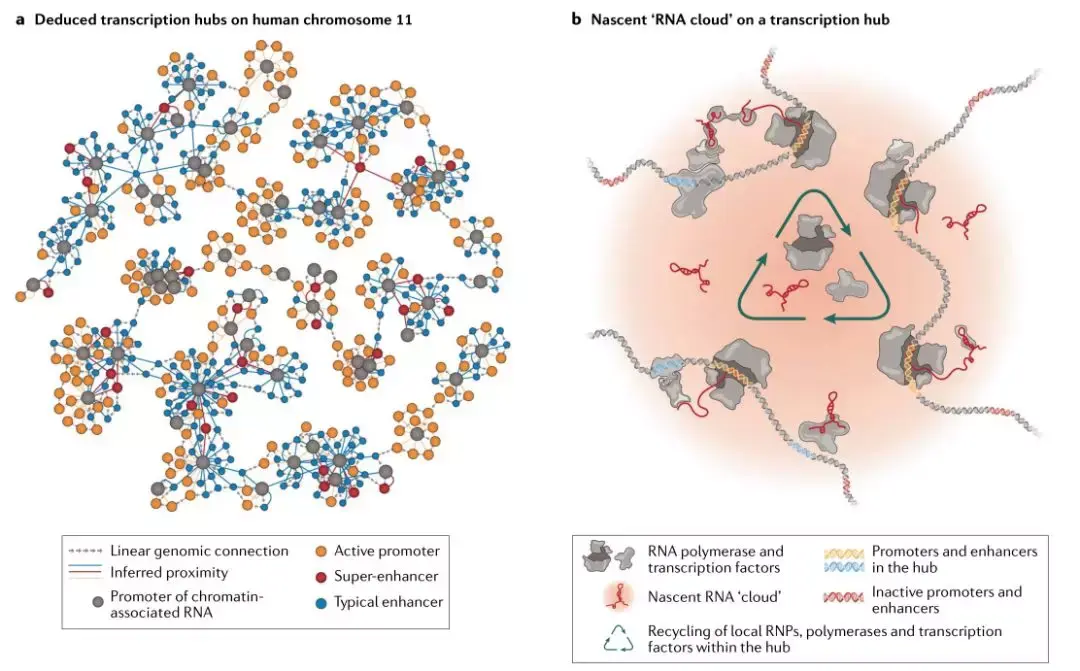 『珍藏版』Nat Rev Genetics | 染色质结合RNA助力功能基因组相互作用 - 知乎