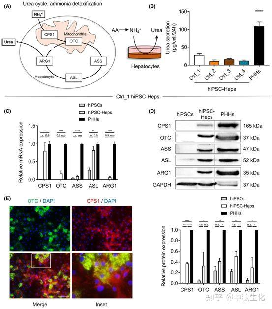 Hepatology：从皮肤组织中获得功能性的肝细胞 - 知乎