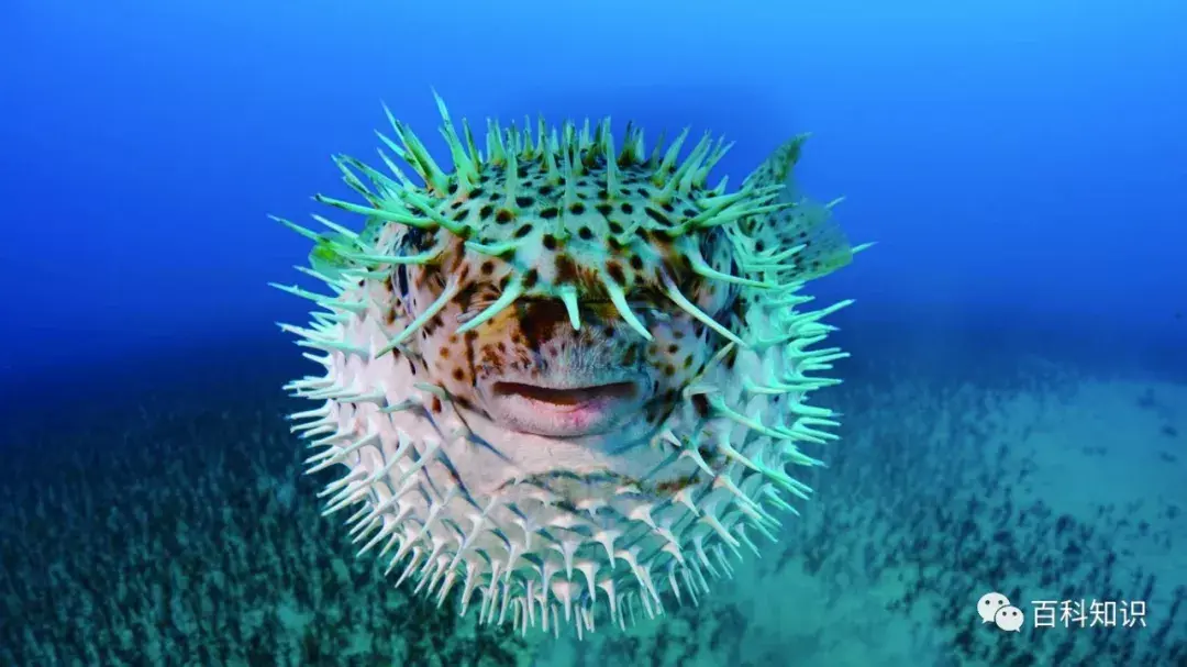 动物中的“刺儿头” (下） - 知乎