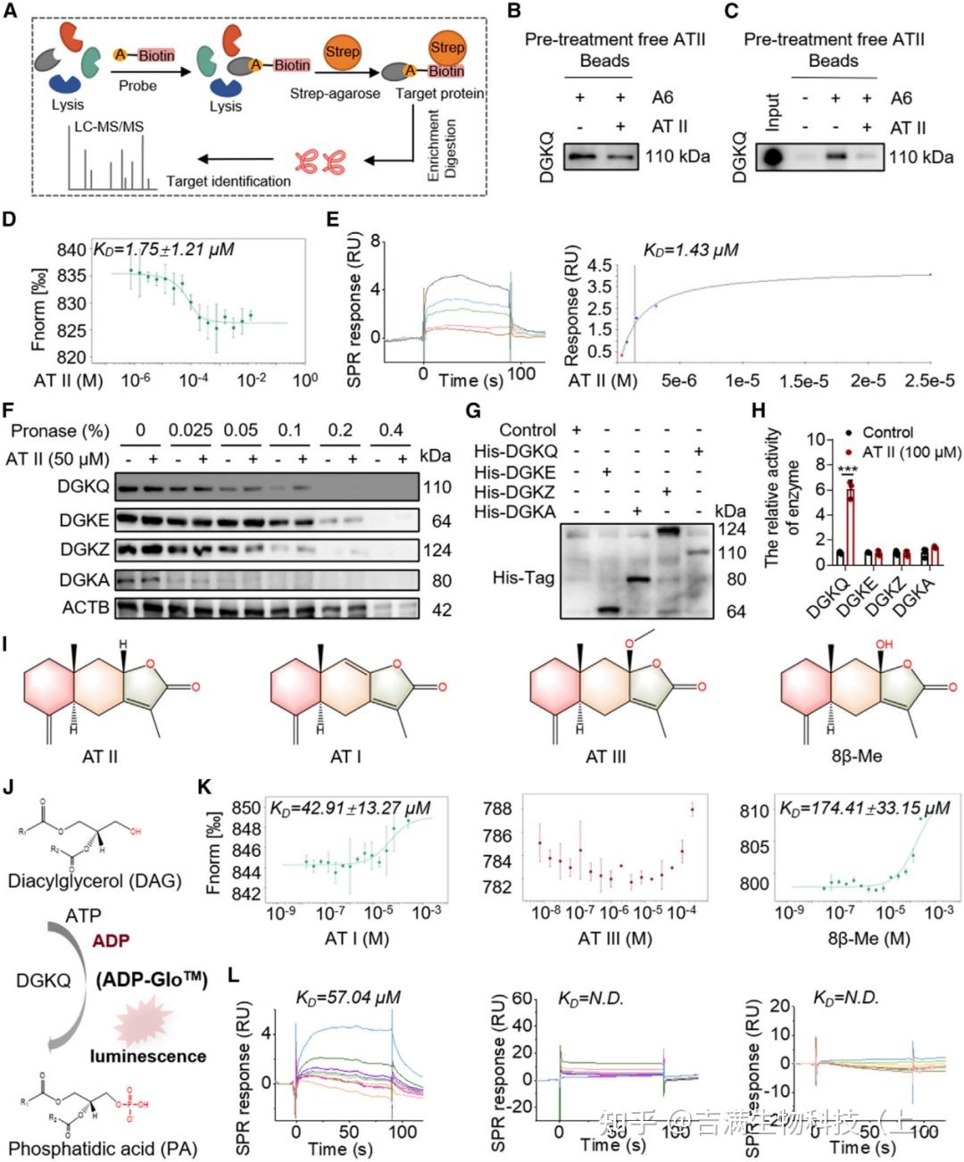 IF=31.3721 | 白术内酯II可激活DGKQ抑制sn-1,2-DAG-PKCε信号轴改善胰岛素抵抗 - 知乎