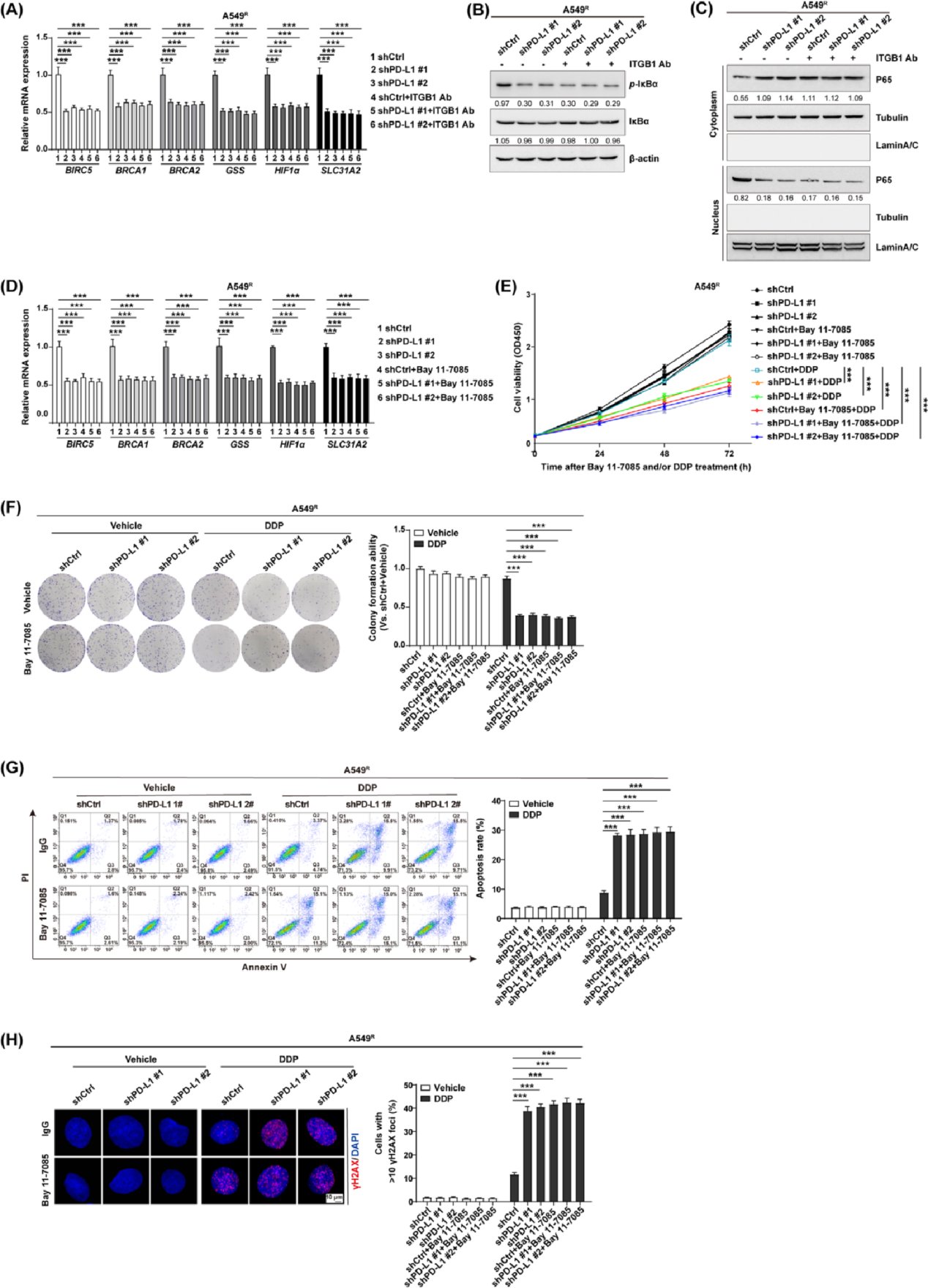 USP51/PD-L1/ITGB1在促进非小细胞肺癌化疗耐药表型方面发挥着细胞内在的相互作用 - 知乎