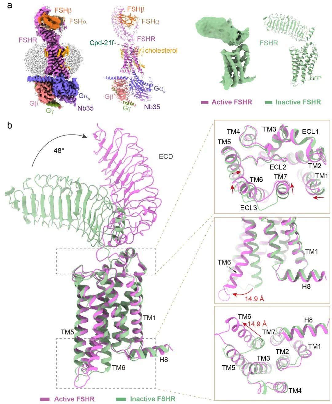 上海药物所与合作单位揭示促卵泡激素及小分子激动剂识别和激活卵泡刺激素受体的药理学研究 - 知乎