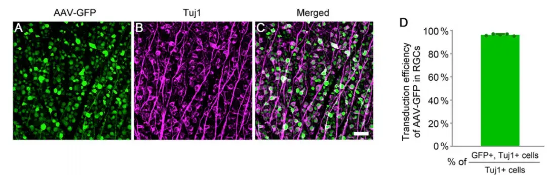 眼睛篇丨AAV在基因治疗中的应用：血清型、启动子选择与注射策略 - 知乎