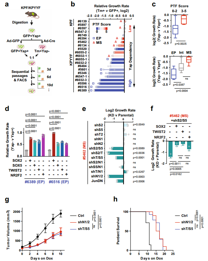 Nature commu|晚期胰腺导管腺癌中自发进化的祖细胞niches逃避Yap癌基因成瘾 - 知乎