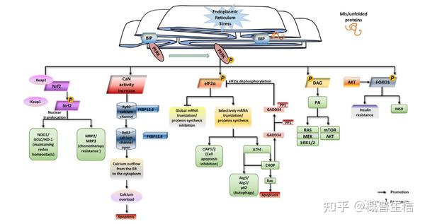 内质网应激相关激酶PERK有什么重要作用？（Cancer Cell） - 知乎