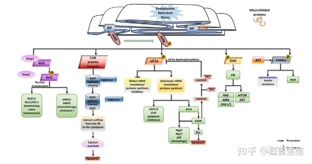 内质网应激相关激酶PERK有什么重要作用？（Cancer Cell） - 知乎