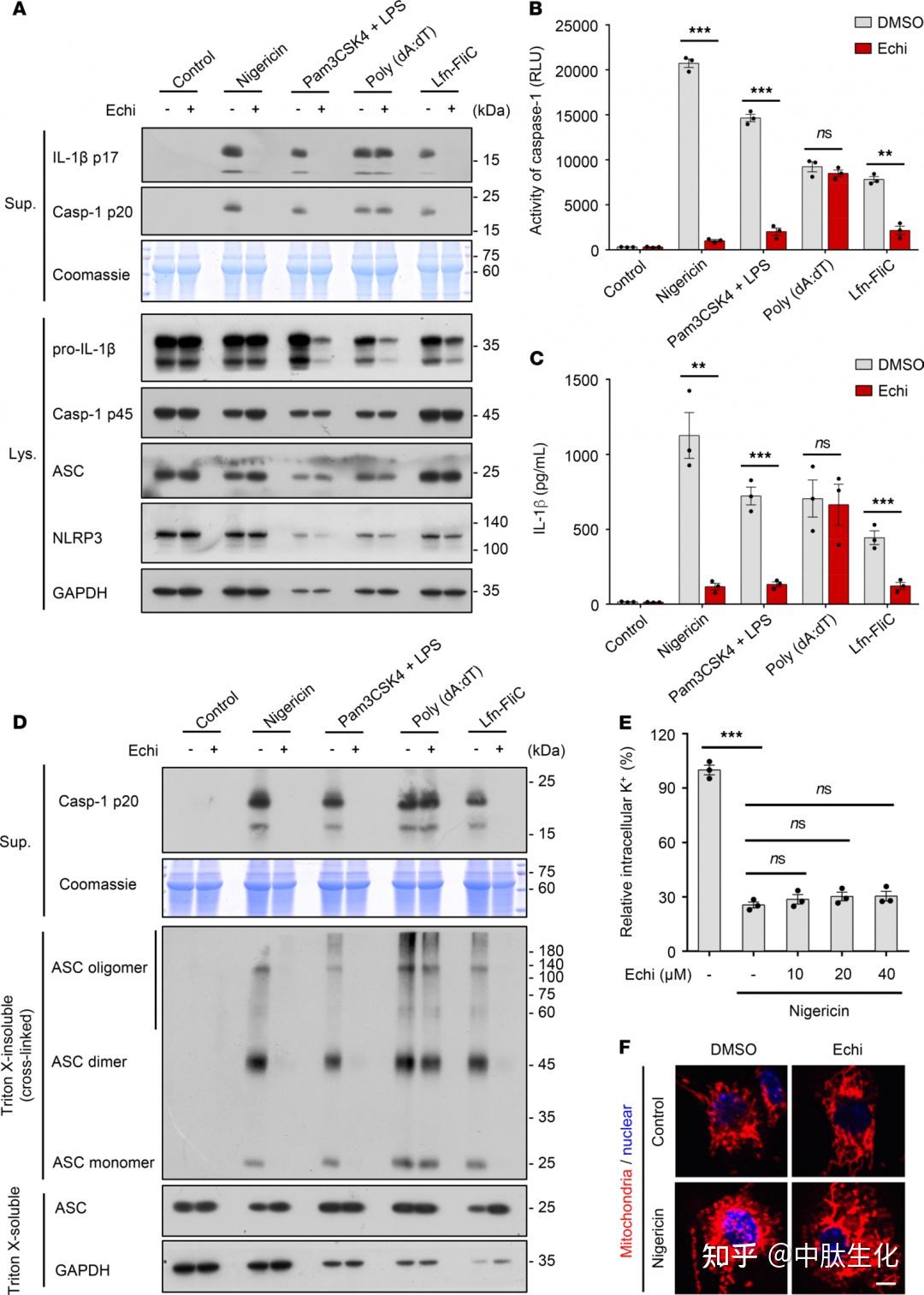 新型NLRP3炎症小体抑制剂开发：天然产物Echinatin - 知乎