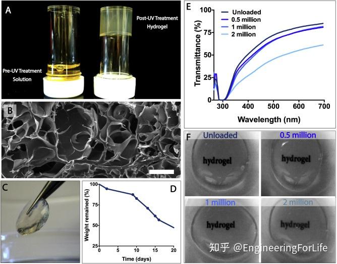 Biomaterials：GelMA/HAMA双组分水凝胶负载脂肪干细胞可促进皮肤伤口血管化 - 知乎