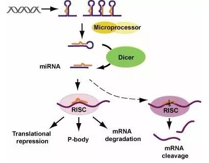 AAV/Lentivirus介导miRNA过表达及干扰 - 知乎