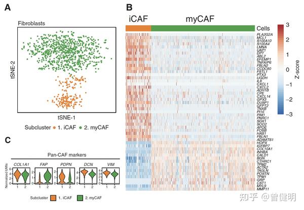 CAFs到底是两个亚群还是三个呢？ - 知乎