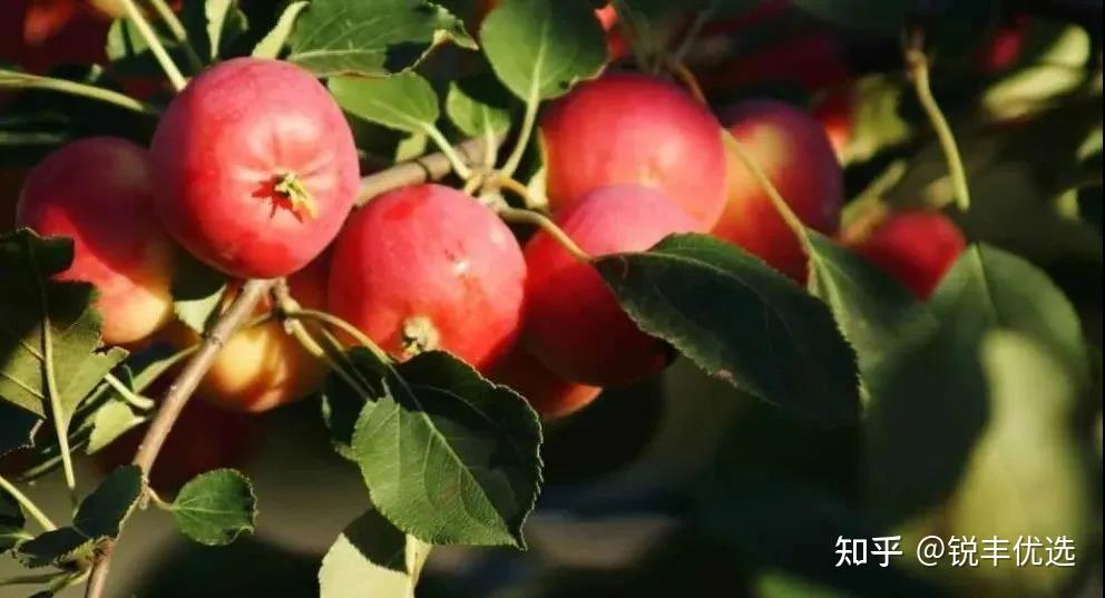 80年代的过气水果依旧香甜，吃过三种的进来报道！ - 知乎