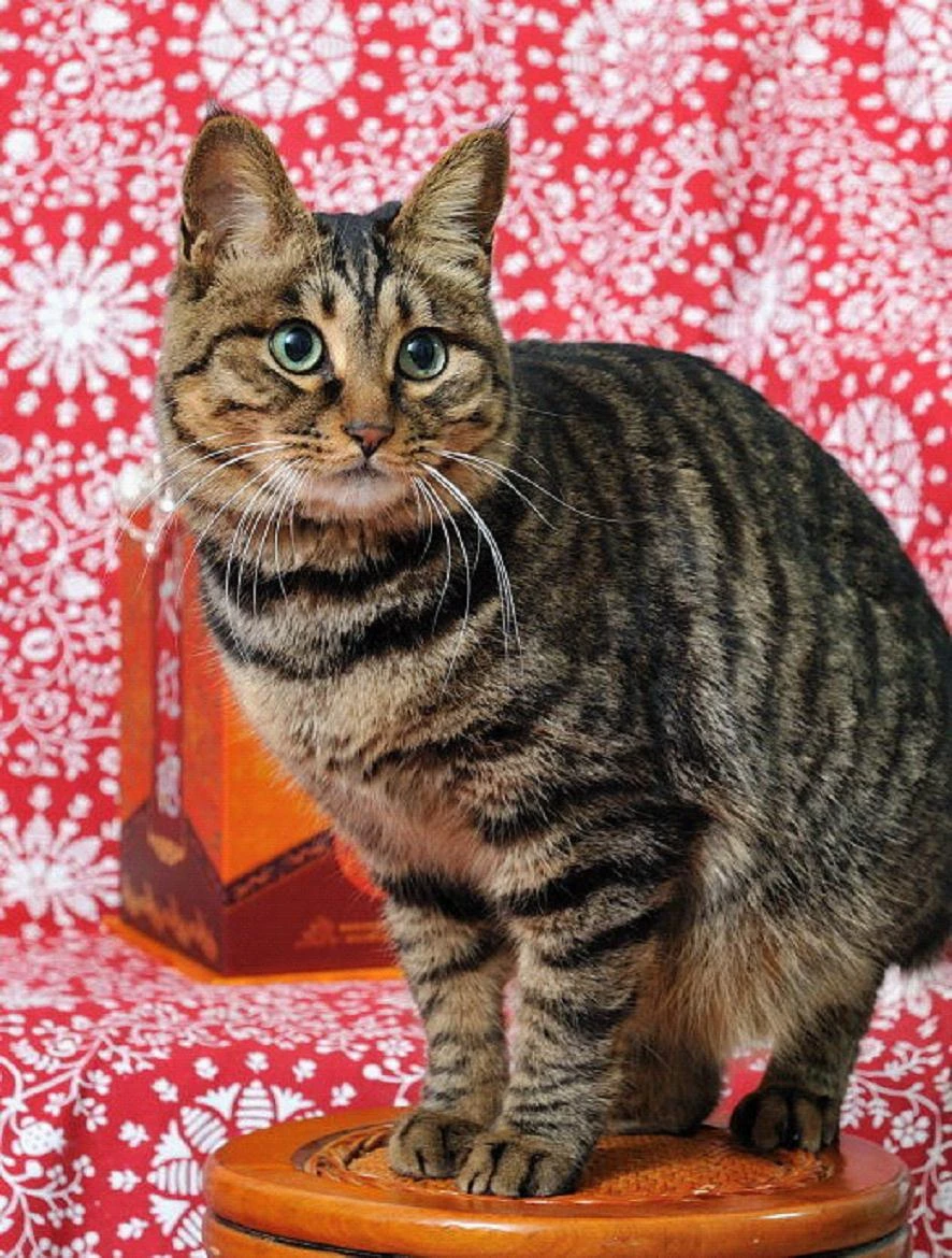 狸花猫科普|国产的灭鼠大队队长 - 知乎