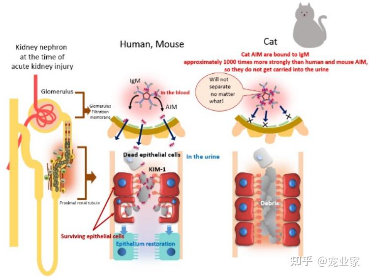 从预防肾病到让猫活到30岁，真的有这种神药？| 新发现 - 知乎