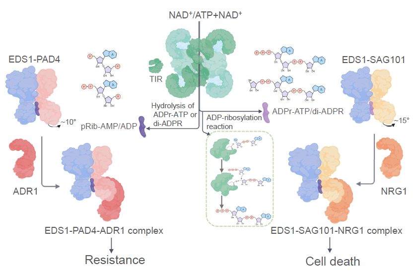 两篇Science！柴继杰/常俊标等合作解析跨越生命之树的TIR防御，填补植物免疫受体研究空白 - 知乎