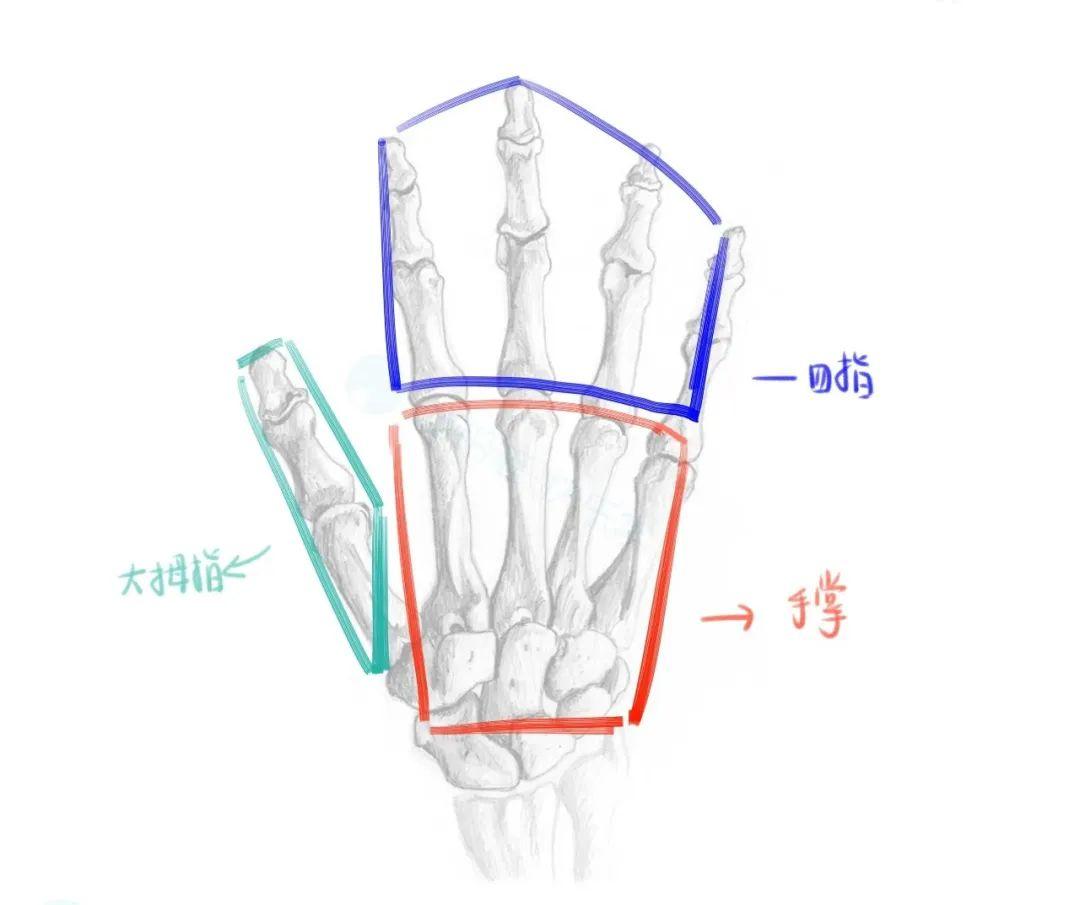 【图文教程】正面、侧面、动态の手怎么画 - 知乎