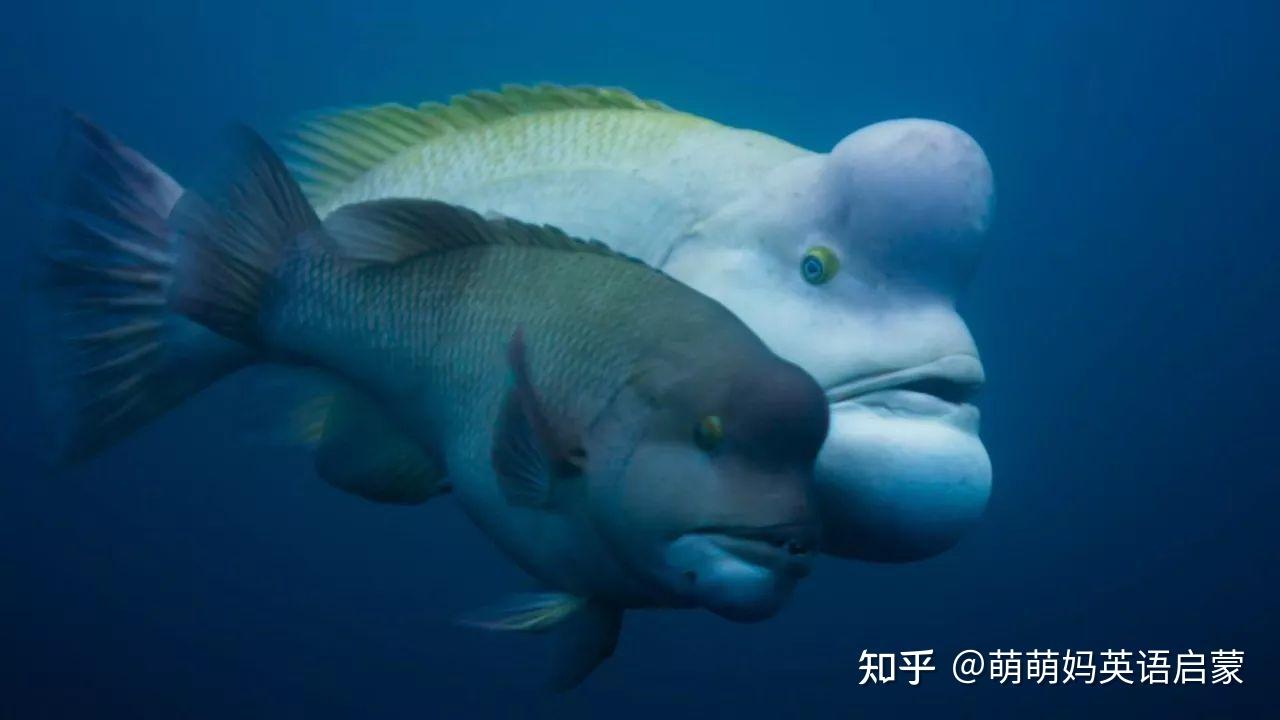 5部益智又有趣的纪录片，满足孩子的好奇心 - 知乎