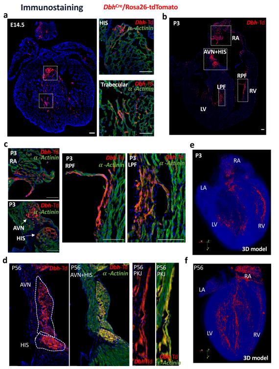 Nat. Commun. | Stereo-seq助力绘制不同发育阶段小鼠心脏的单细胞时空图谱 - 知乎