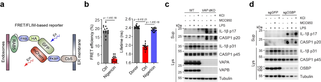 Nat Immunol︱张志荣等人揭秘先天免疫激活新机制：NLRP3炎症小体感应内吞体应激下其组分的改变 - 知乎